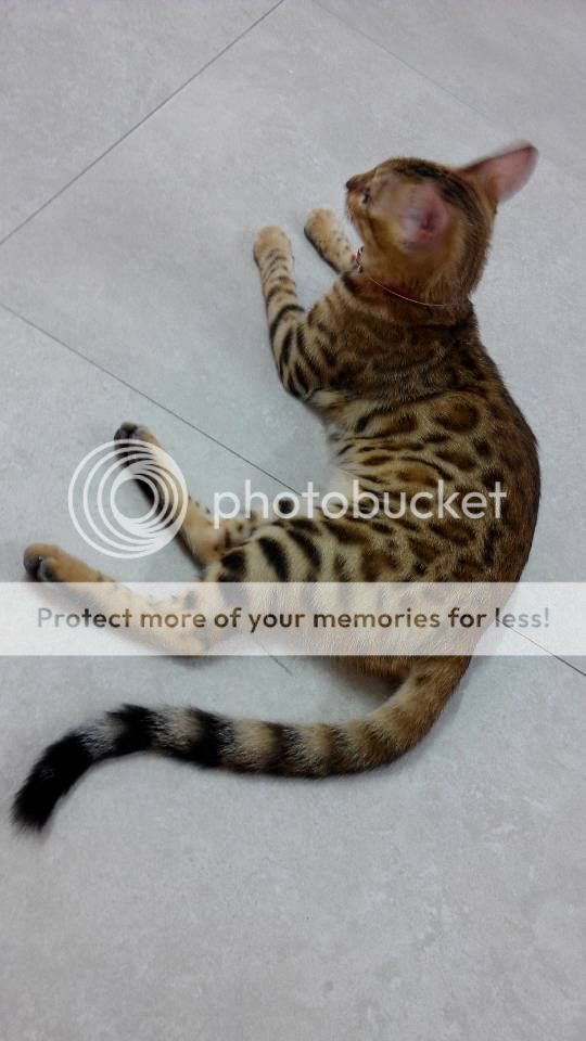 (WTS) Bengal Rosette Cat Female & Male