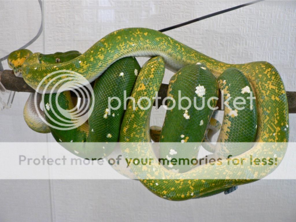 The Green Tree Python thread | Page 304 | Reptile Forums