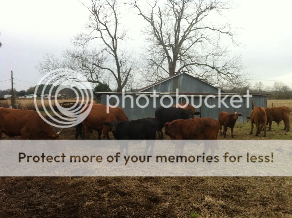 Bully Cows | CattleToday.com - Cattle, Cow & Ranching Community